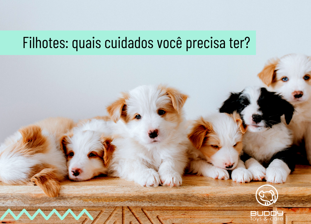Blog - 5 cuidados com cachorro filhote, tudo o que você precisa saber!